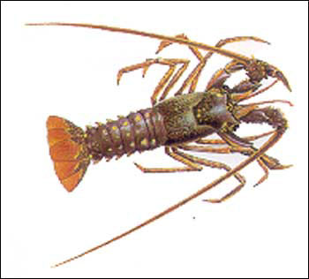 Vzpomínky mohou chutnat po moři - iDNES.cz